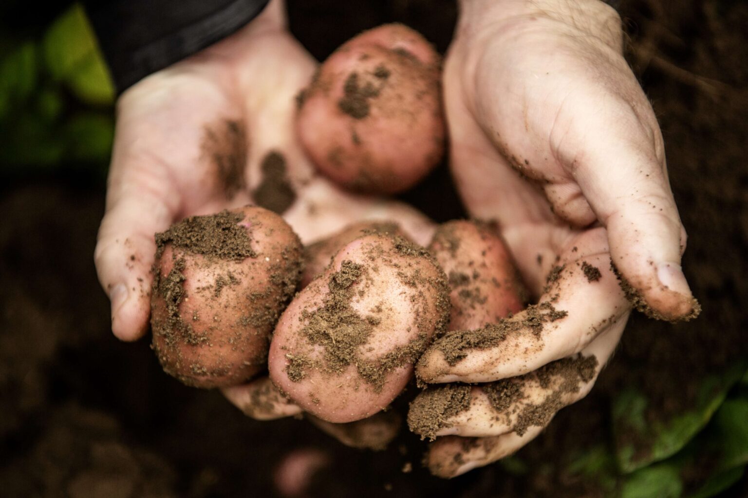 Vi har auka forbruket av grønsaker – comeback for poteta - Storfjordnytt